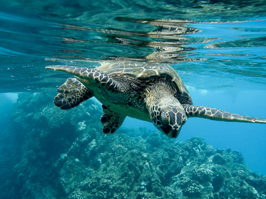 Saba Asri Turtles Conservation - Saba Asri